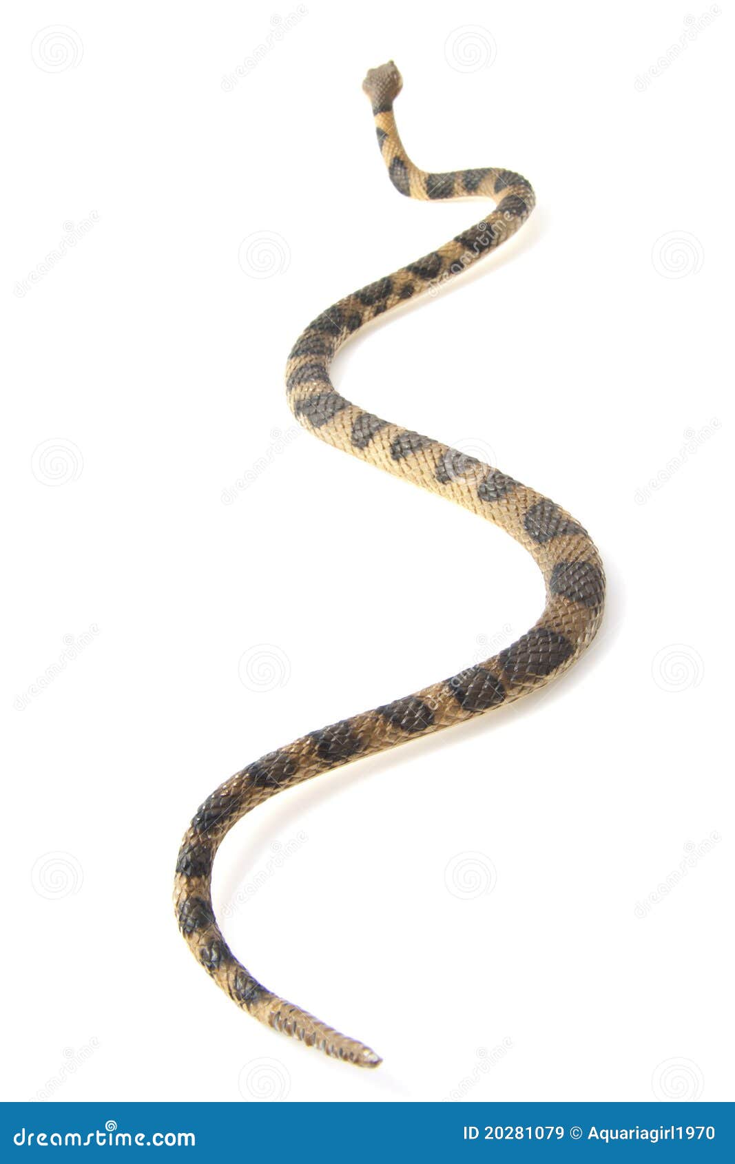 Creeping snake stock image. Image of herpetology, nature - 20281079