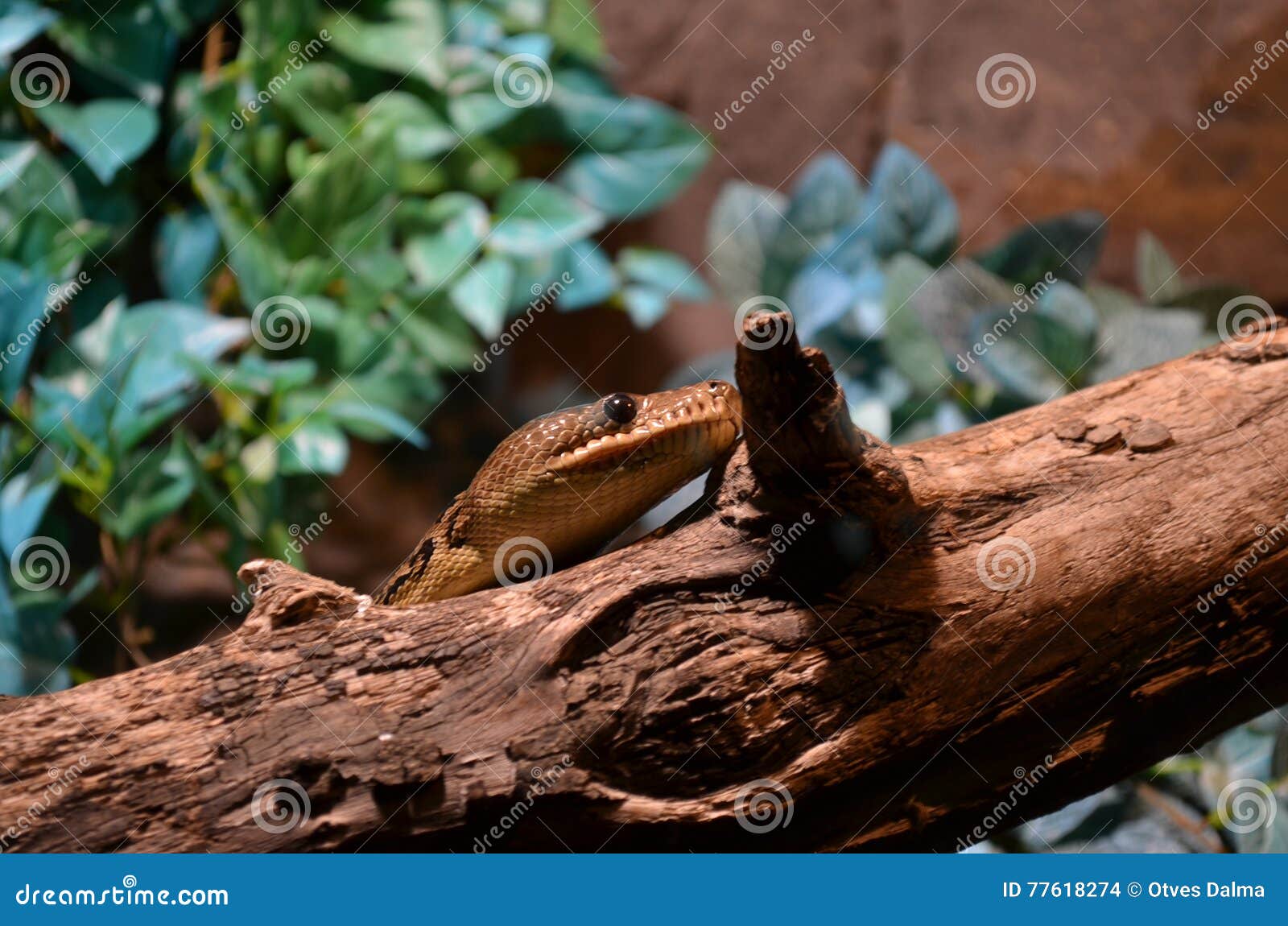 Creeping Snake Royalty-Free Stock Photography | CartoonDealer.com #20281079