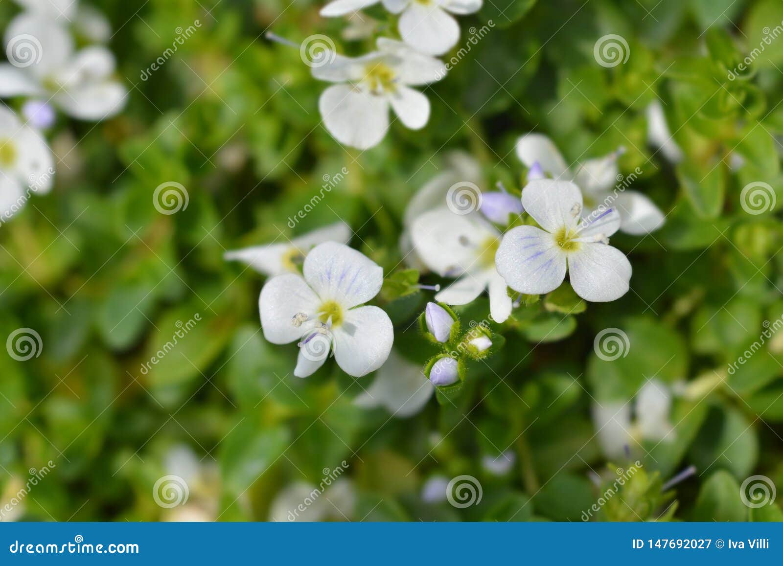 Creeping Speedwell Royalty-Free Stock Photography | CartoonDealer.com ...