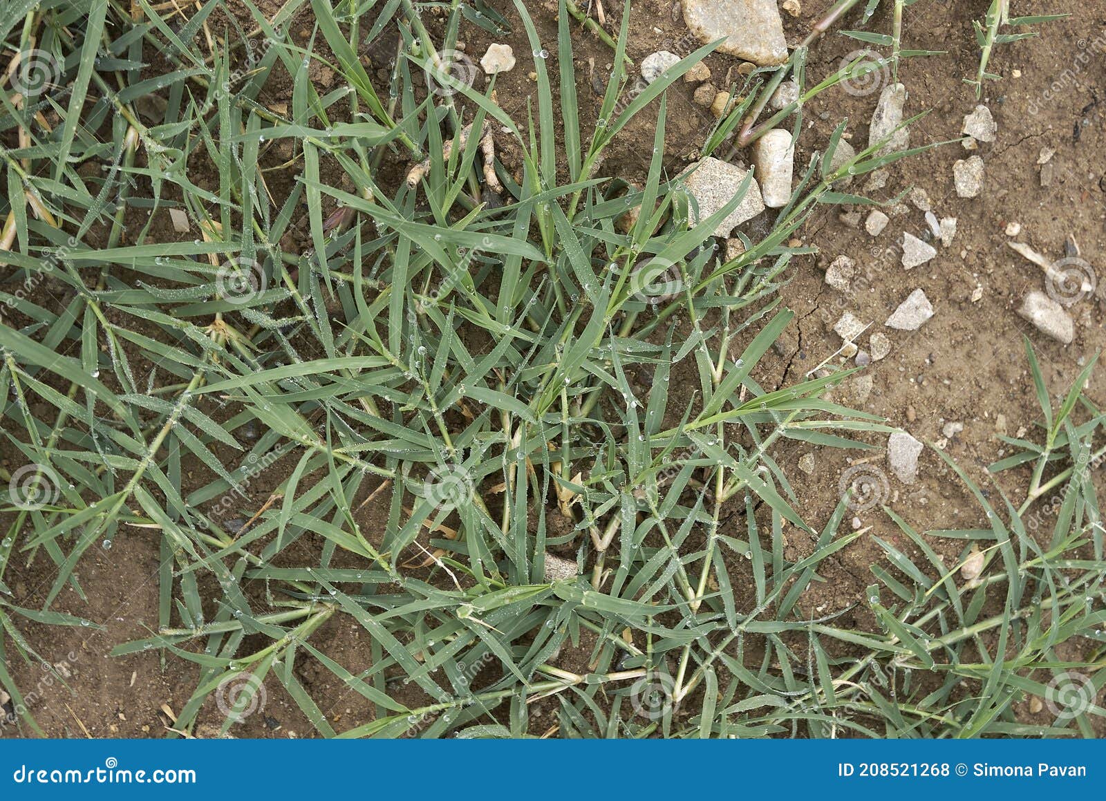 Cynodon dactylon close up stock photo. Image of bloom - 208521268