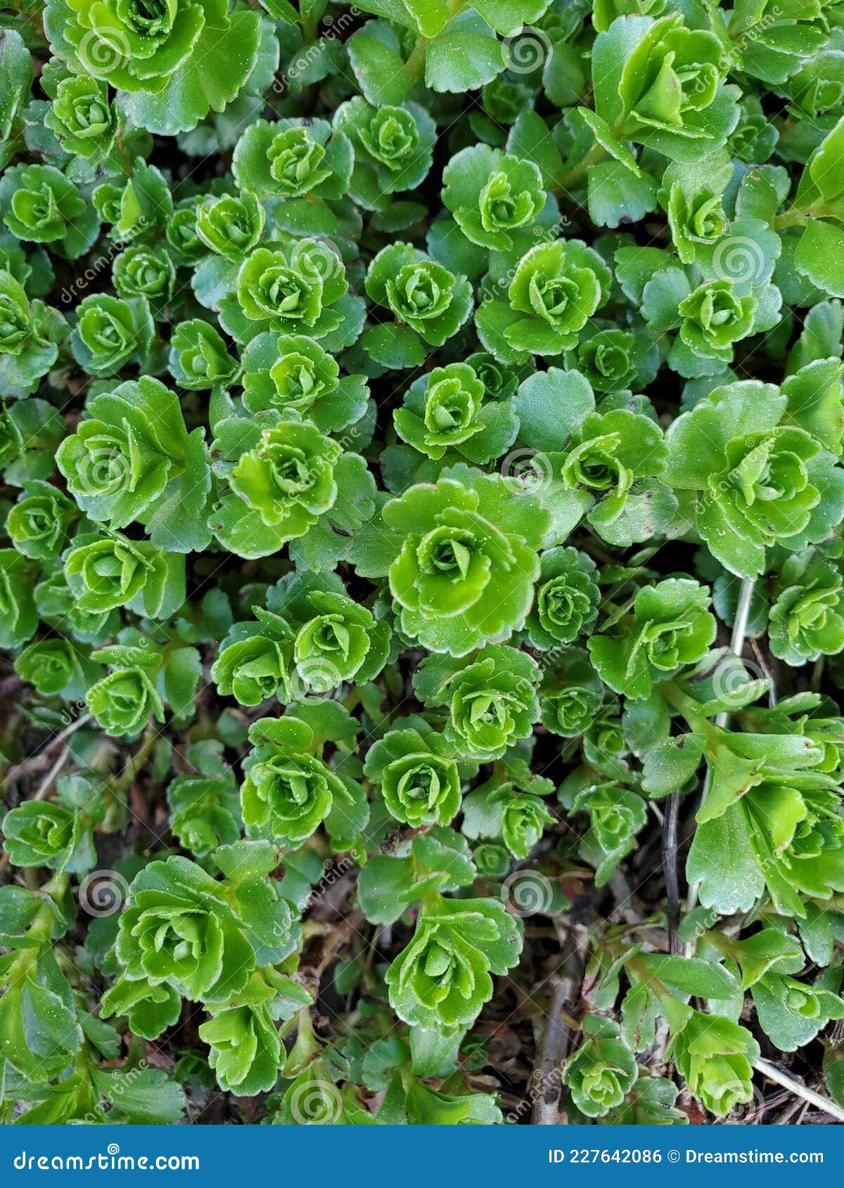 Creeping stonecrop plants stock photo. Image of herb - 227642086