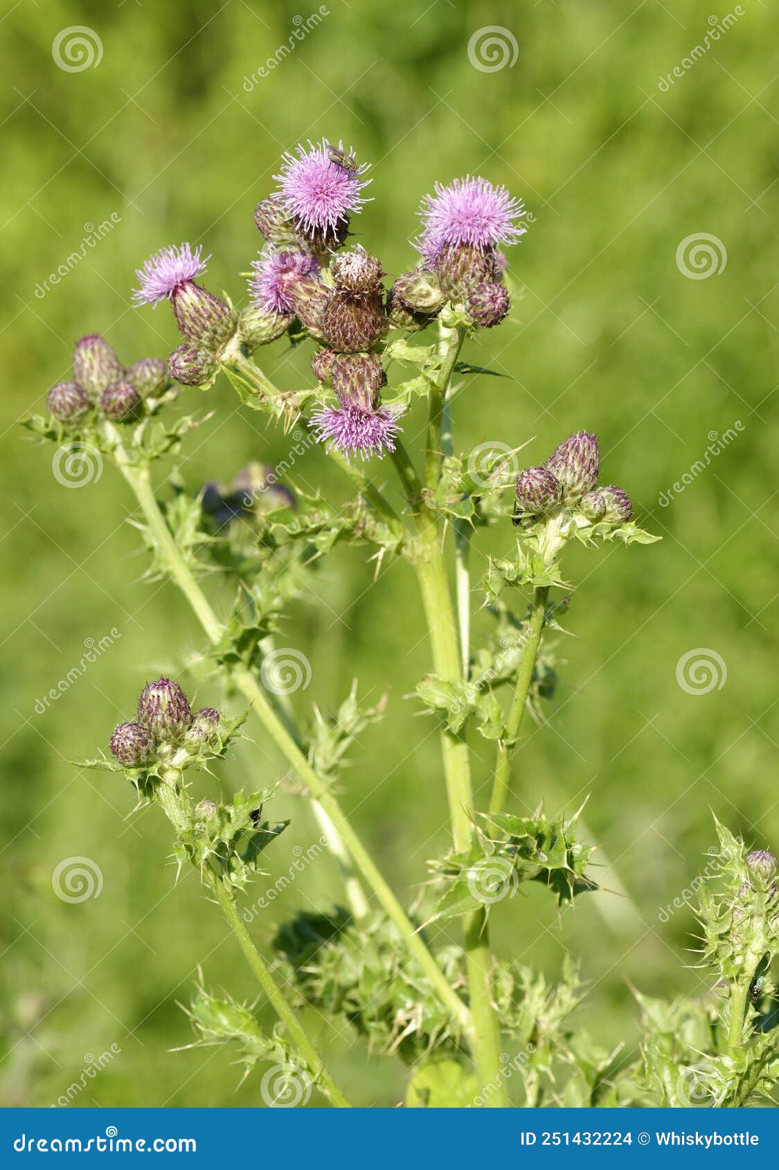 Creeping Thistle stock photo. Image of vertical, spines - 251432224