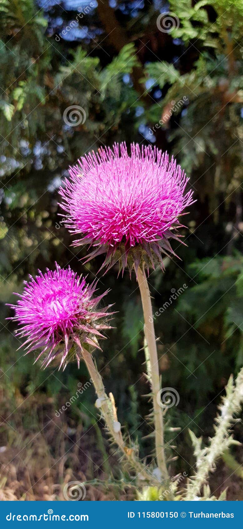 The Creeping Thistle And The Soldier Beetles Stock Photo ...
