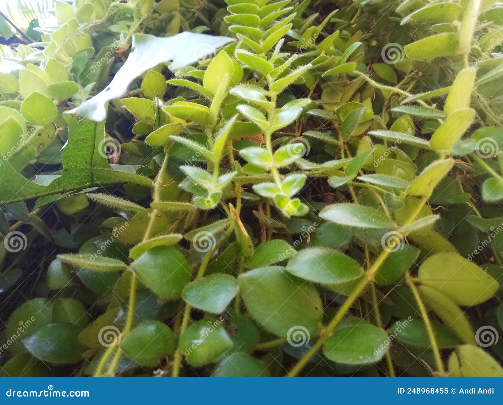 Creeping tree stock image. Image of leaf, garden, deciduous - 248968455