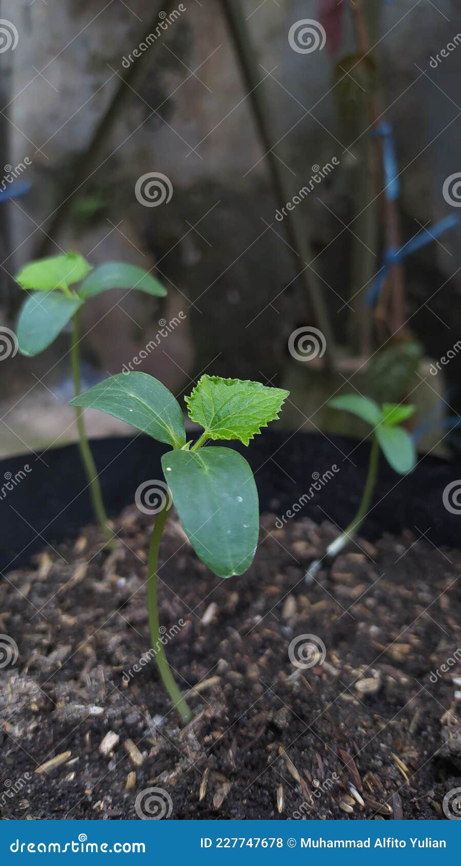 Creeping tree growth stock photo. Image of growth, grass - 227747678