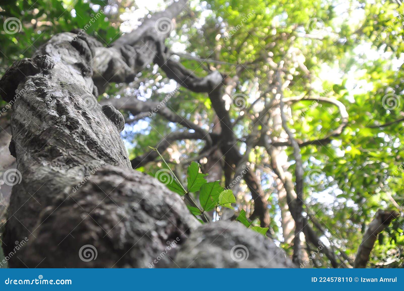 Creeping Tree Roots Covered In Moss In Cathedral Grove Stock ...