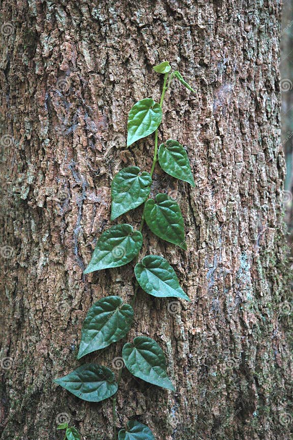 The Creeping Vine stock photo. Image of leaves, life, plant - 765704