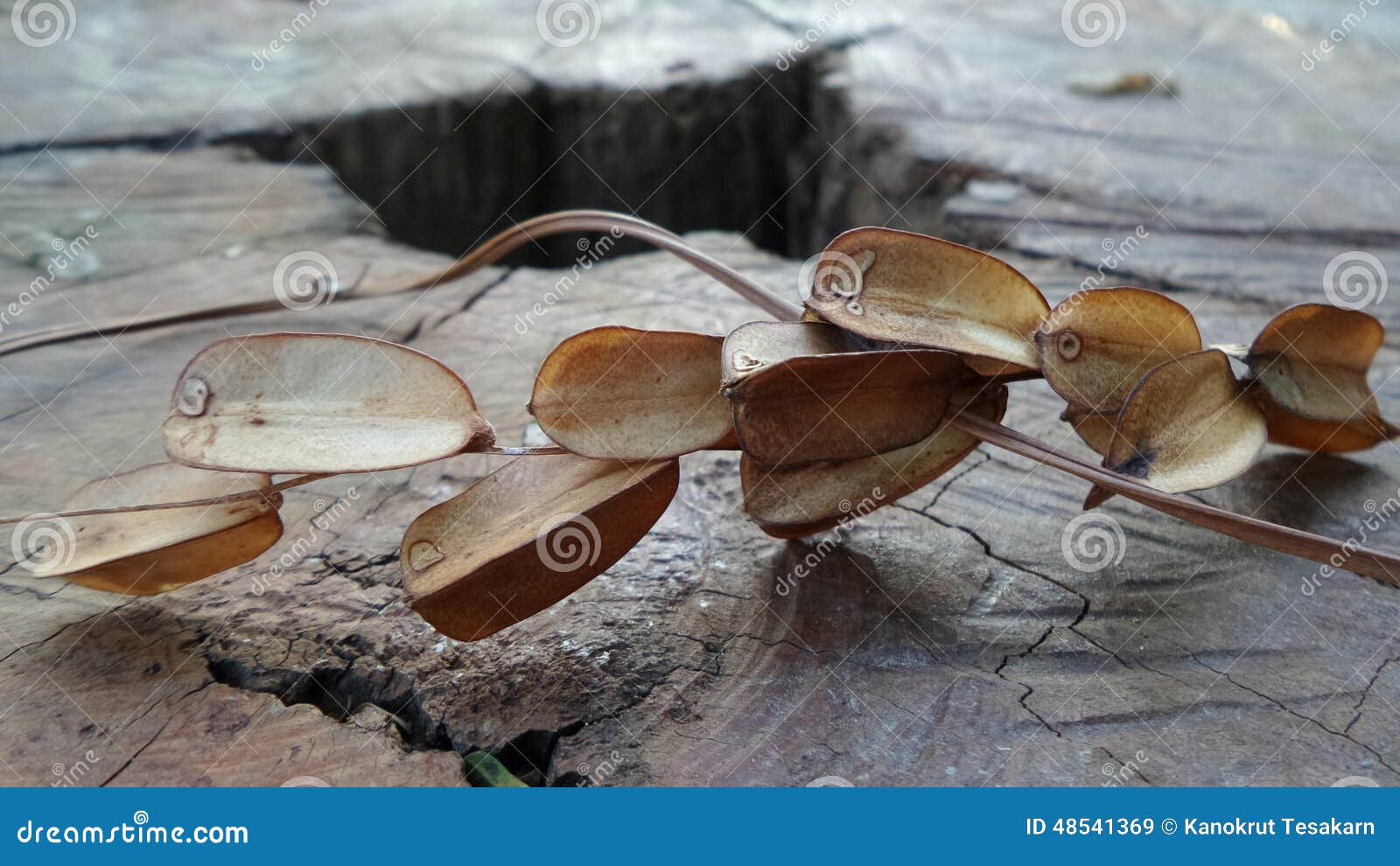 Creeping vine pod stock image. Image of forest, creeping - 48541369