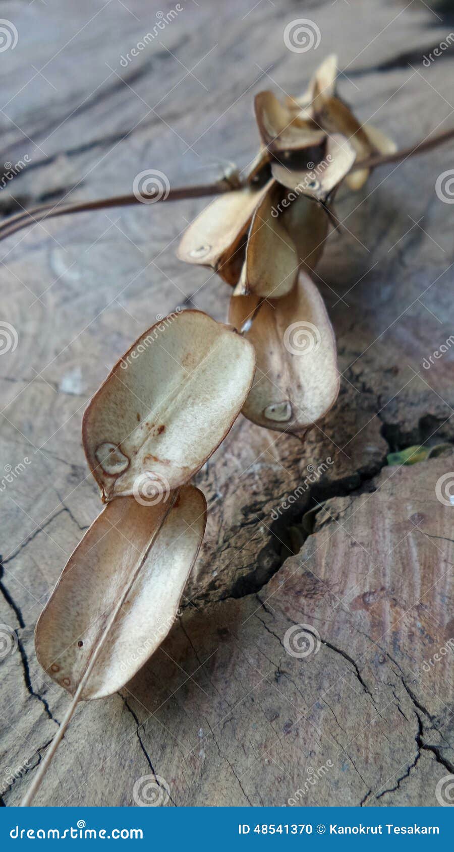 Creeping vine pod stock photo. Image of shiitake, mushroom - 48541370