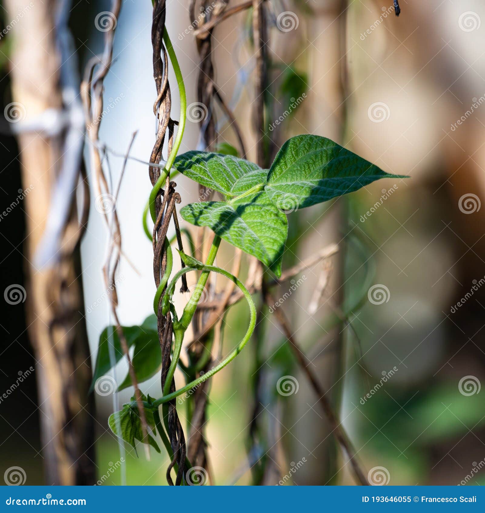 4,824 Creeping Vine Photos - Free & Royalty-Free Stock Photos from ...