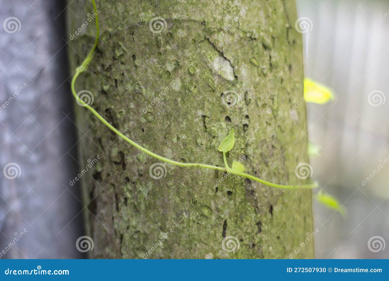 A Creeping Vine on the Tree and a Green Background Blur Stock Photo ...