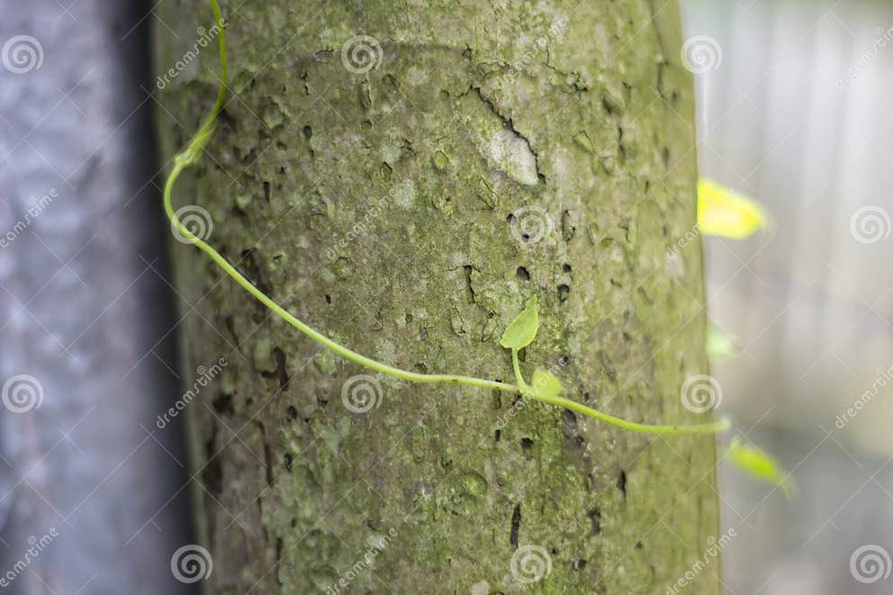A Creeping Vine on the Tree and a Green Background Blur Stock Photo ...