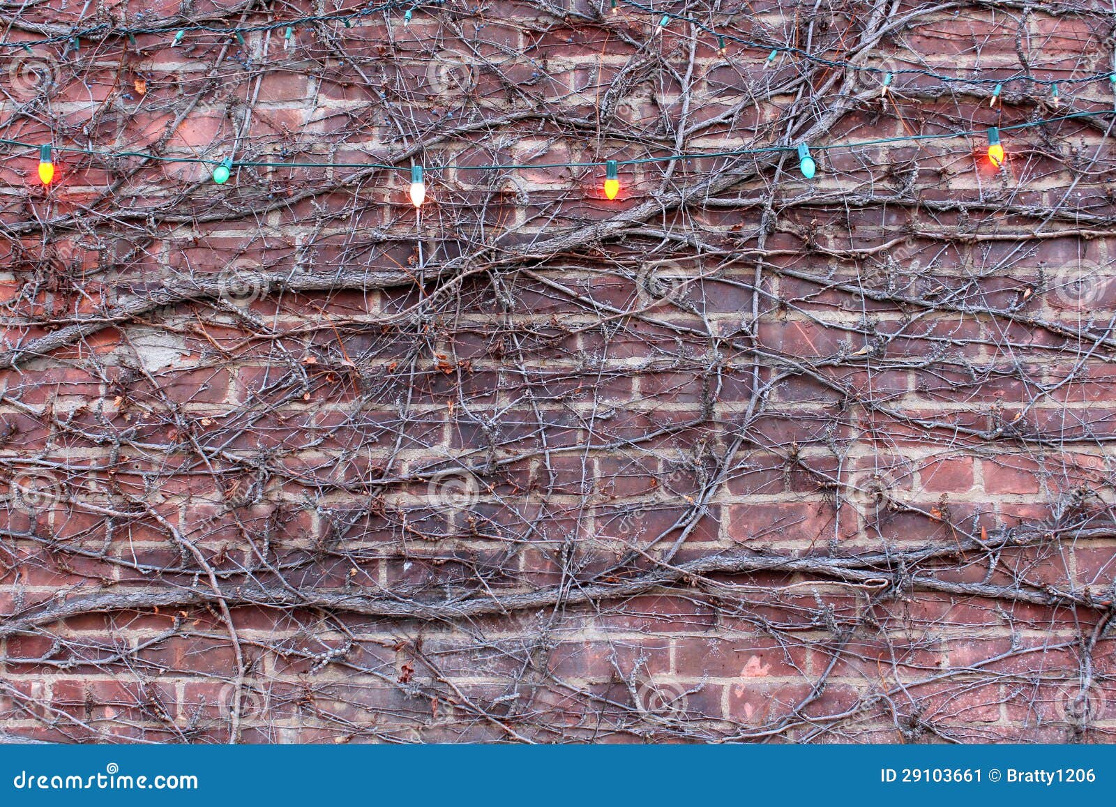 Creeping Vines and Colorful Lights Stock Image - Image of covering ...