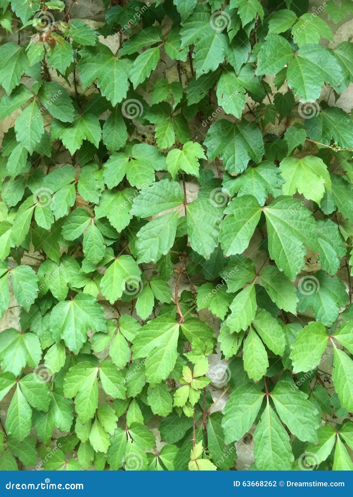 Creeping Vines On Brick Wall Royalty-Free Stock Image | CartoonDealer ...