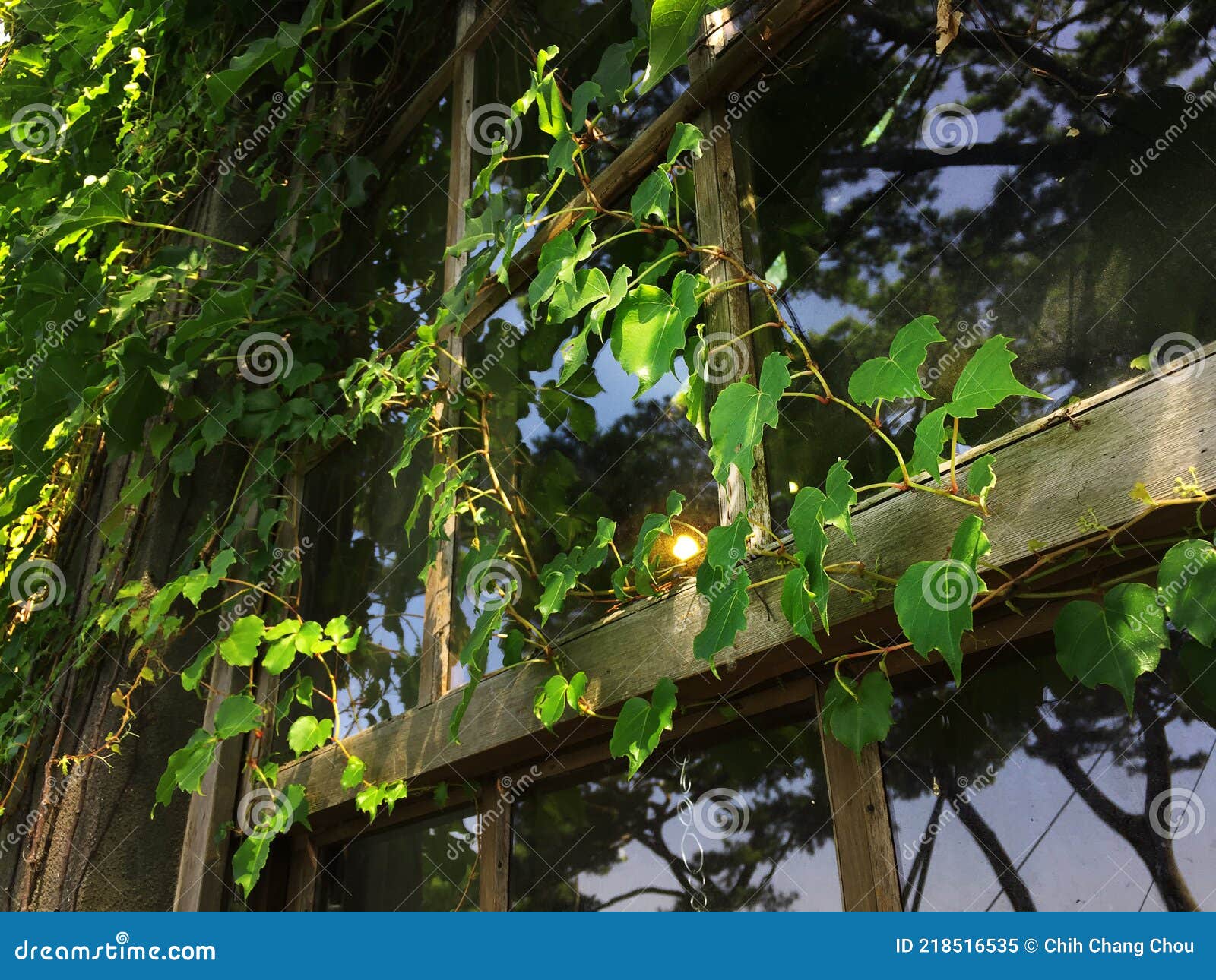 Vines in window stock image. Image of nature, colour - 218516535