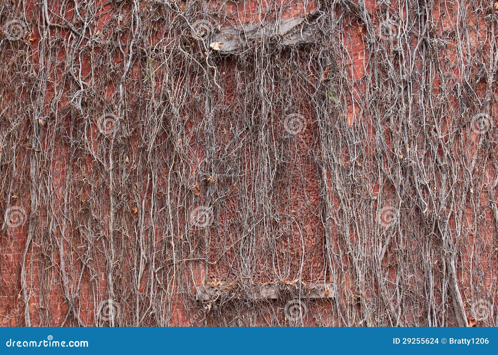 Creeping Vines Over Windows and Walls Stock Photo - Image of abandoned ...