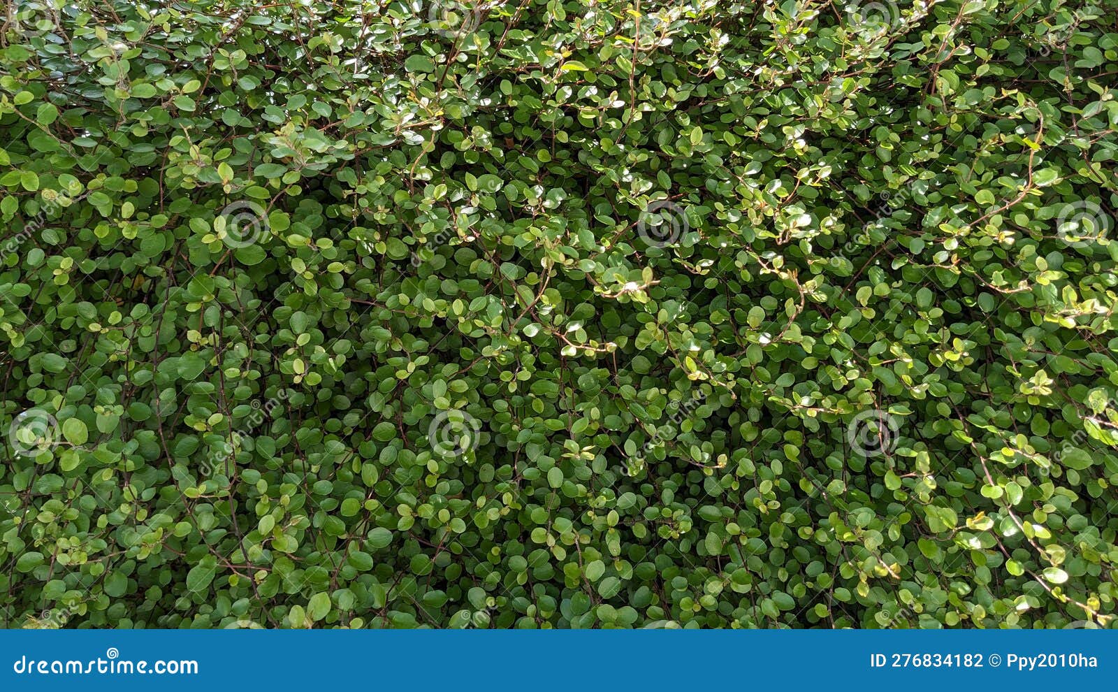 Creeping Wire Vine Plant With Tiny Round Leafs In A Black Pot ...