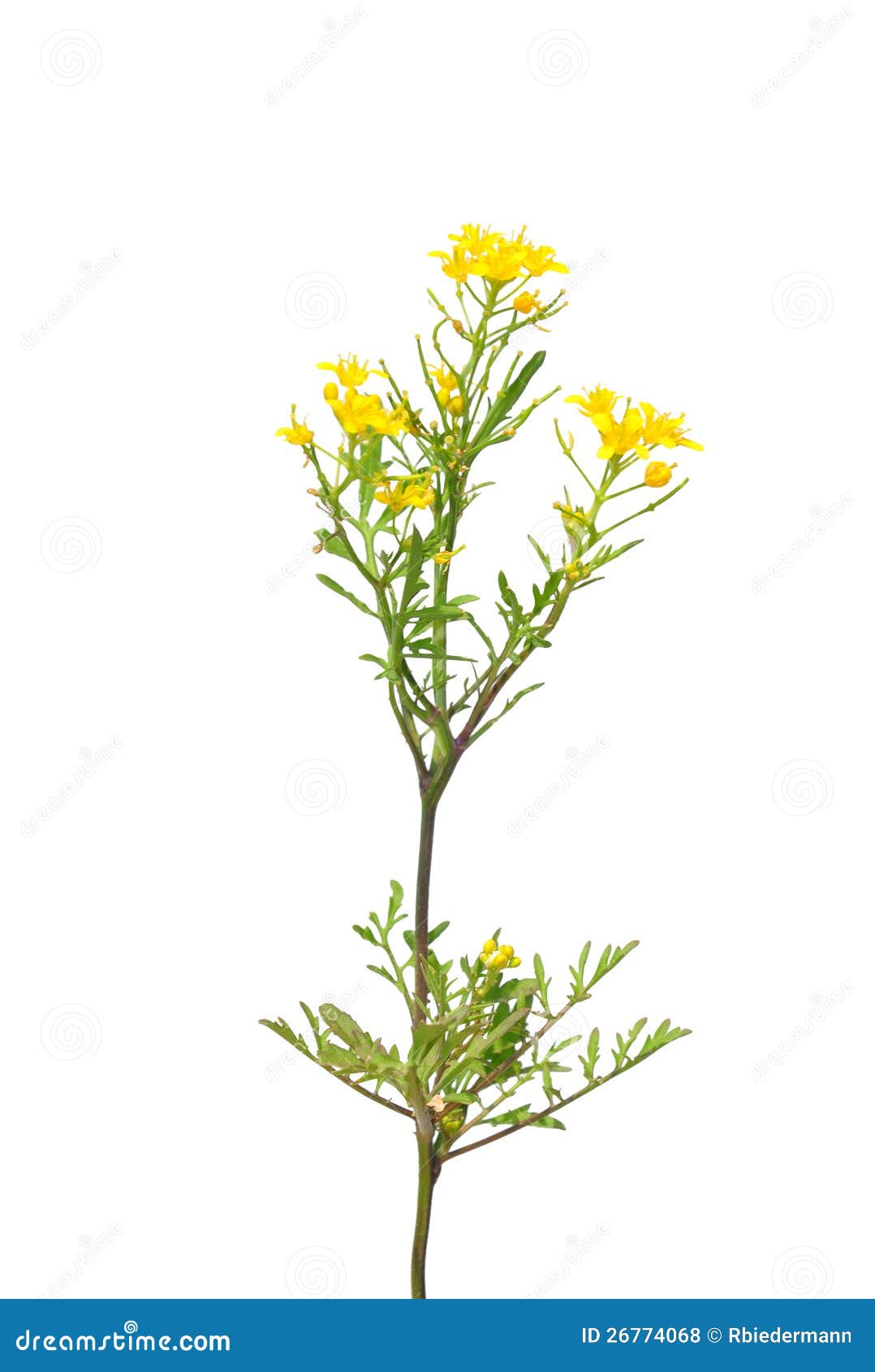 Creeping Yellowcress (Rorippa Sylvestris) Stock Photo - Image of cutout ...