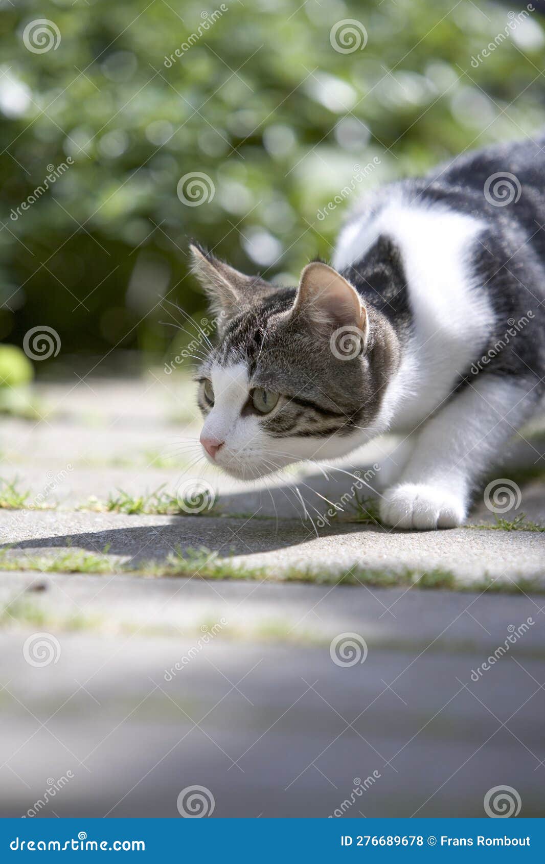 Creeping Young Kitten in the Garden Stock Photo - Image of stalk, prey ...
