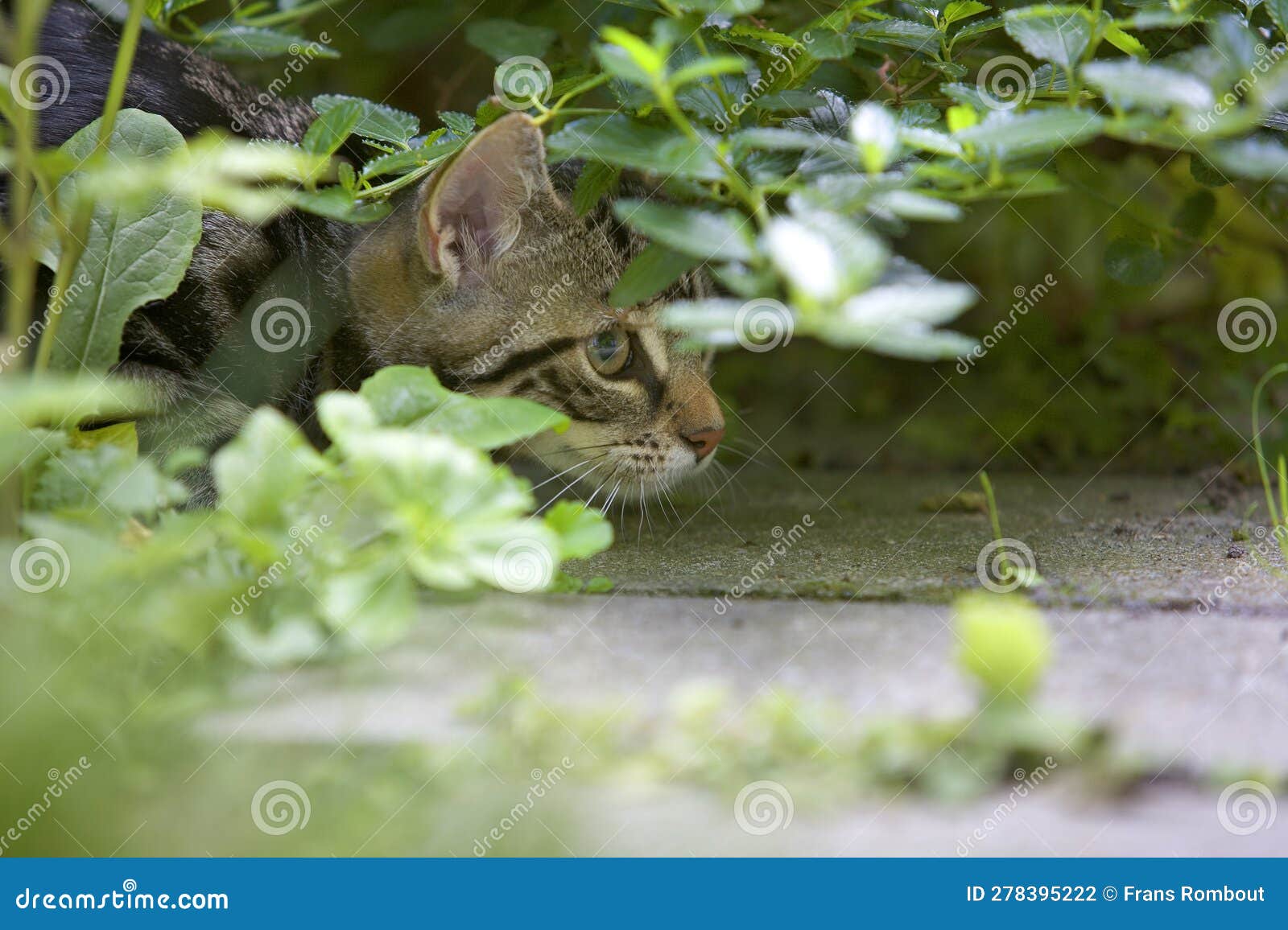 Creeping Young Tabby Kitten in the Garden Stock Photo - Image of mammal ...