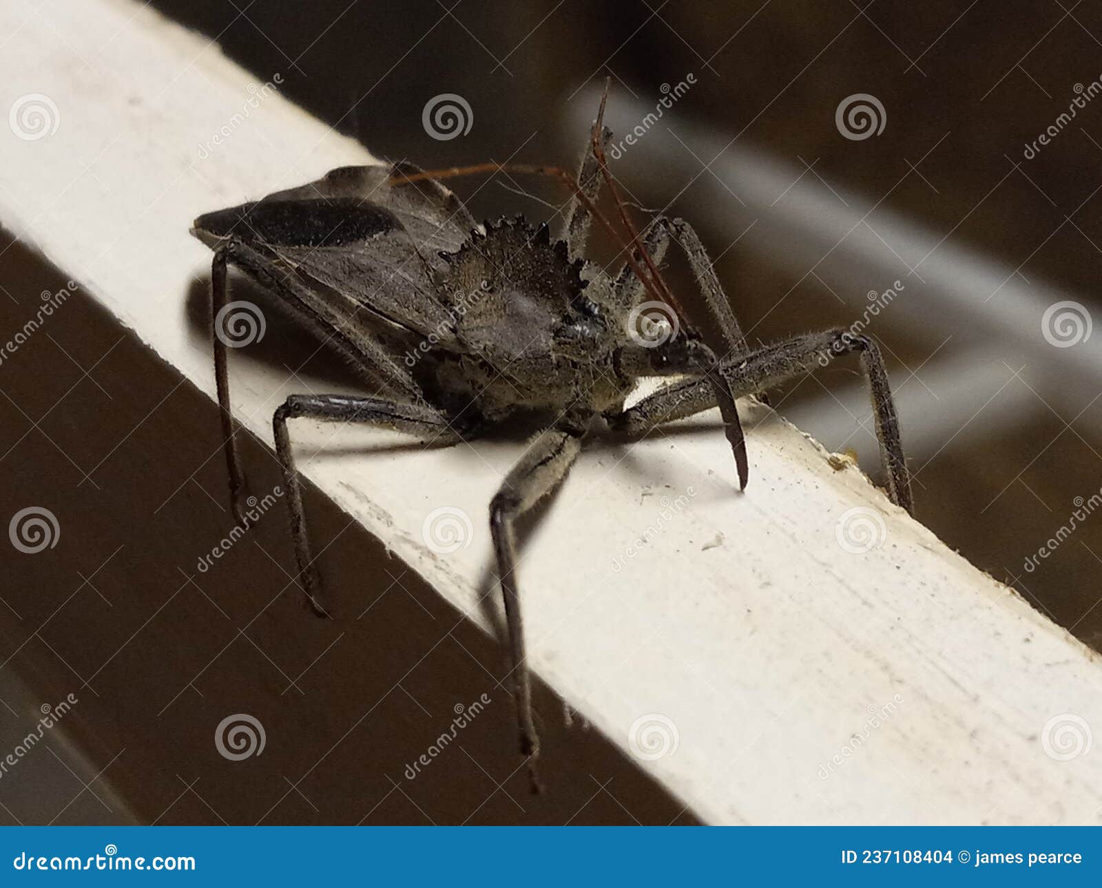 The creepy alien stock photo. Image of insect, beetle - 237108404