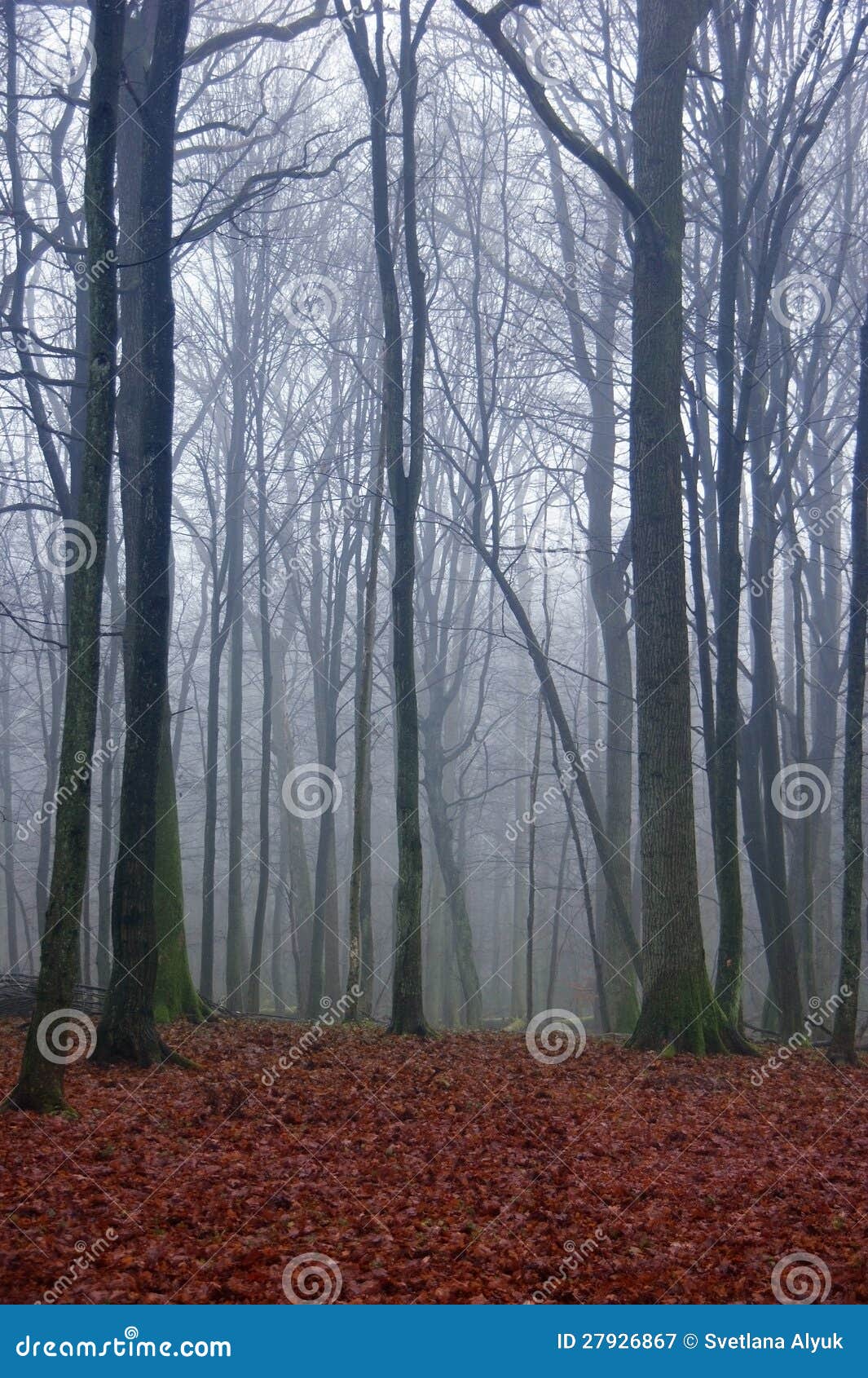 Creepy autumn path stock image. Image of leaves, autumn - 27926867