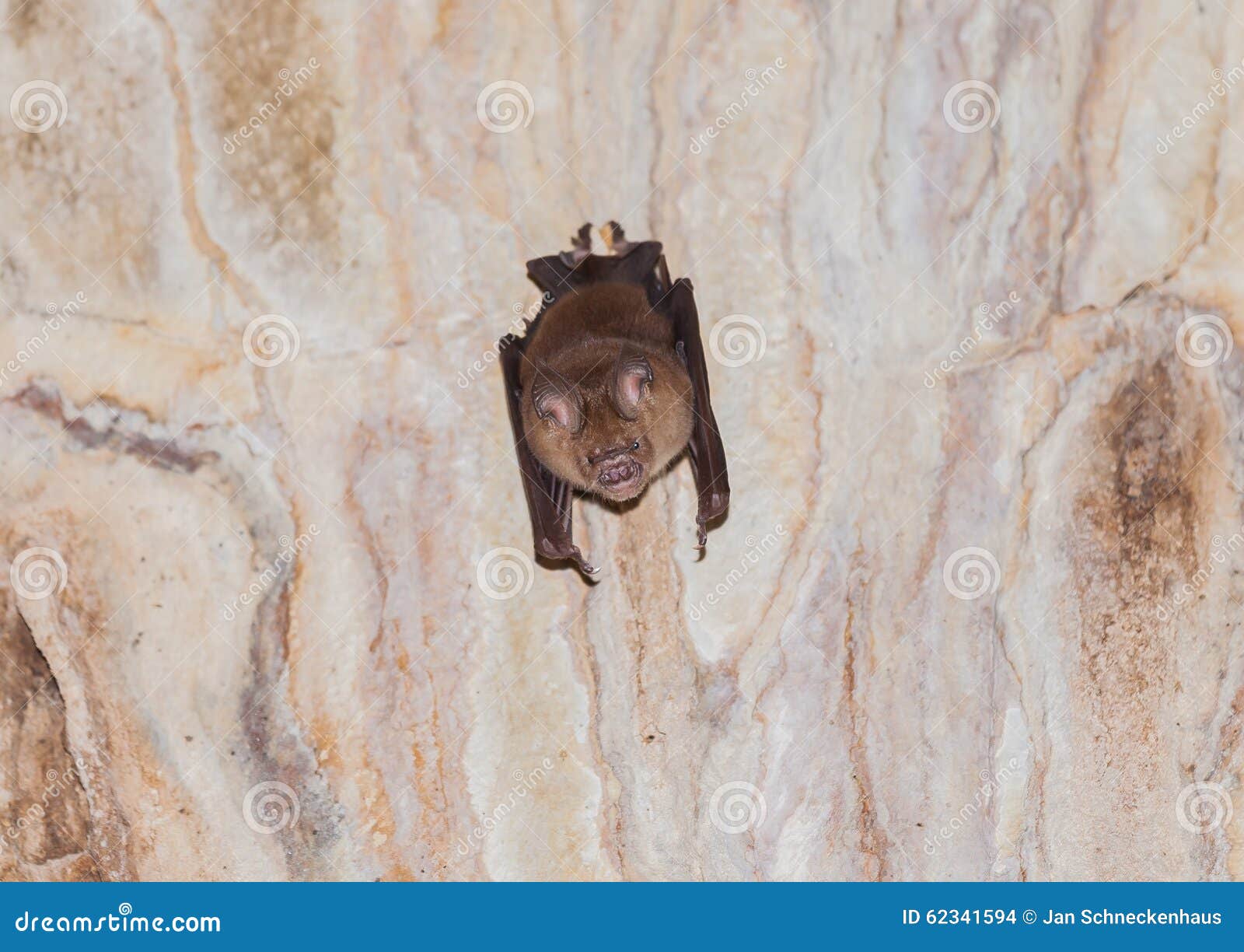 A creepy bat in a cave stock photo. Image of mouth, claw - 62341594