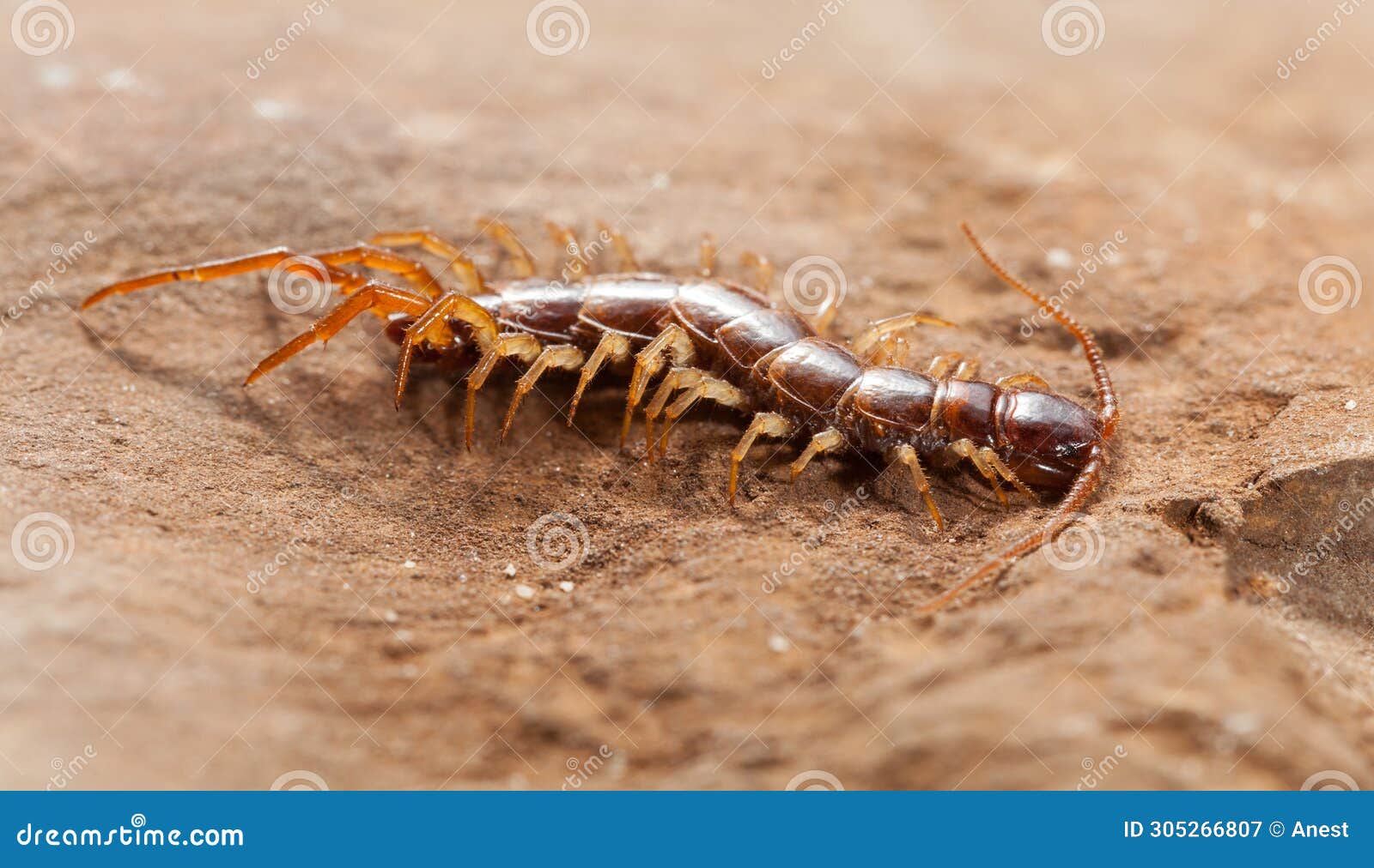 Creepy crawling creature stock image. Image of detail - 305266807
