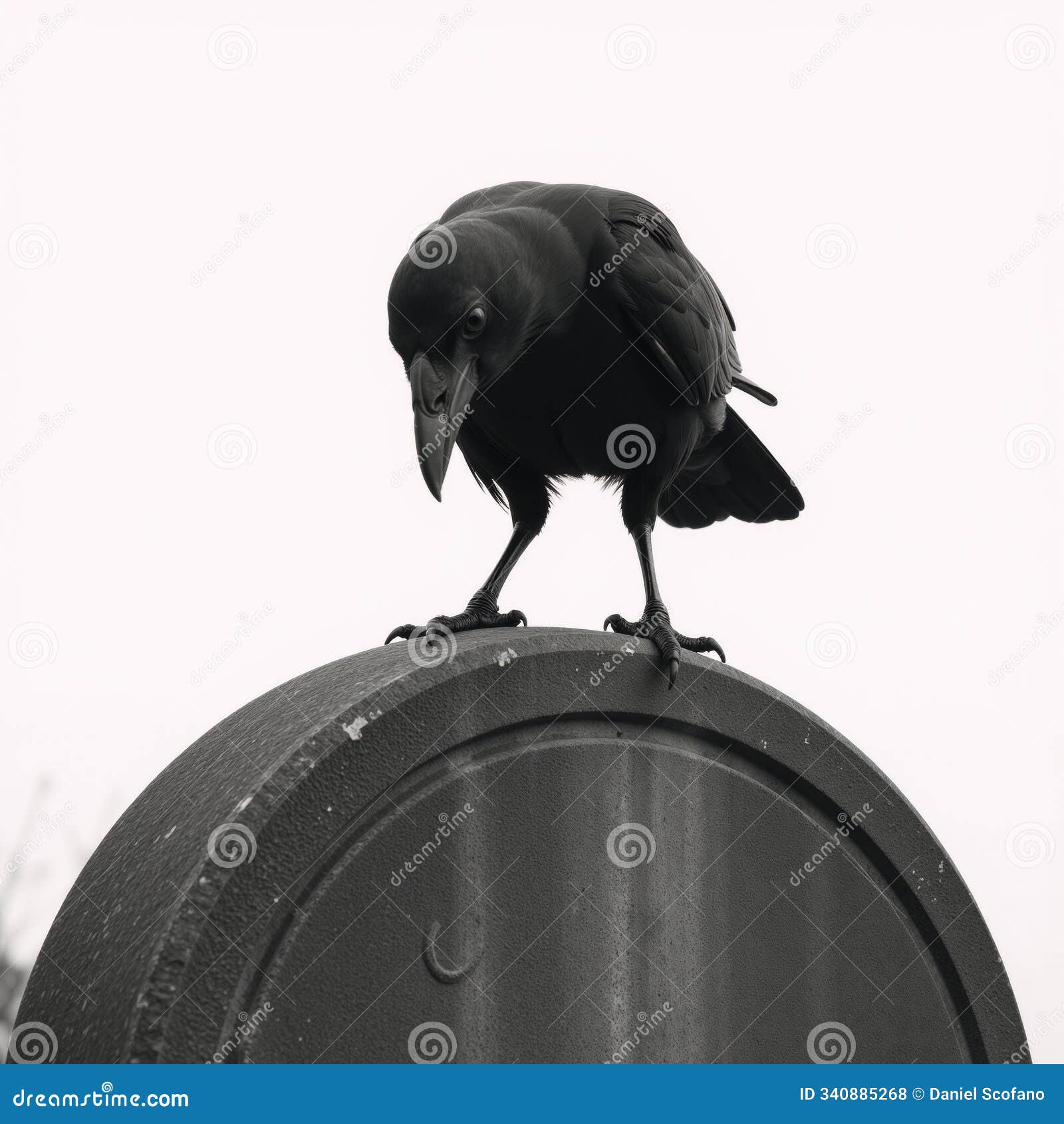 Creepy Crow Sitting Atop a Grave Marker Against a Plain White Backdrop ...