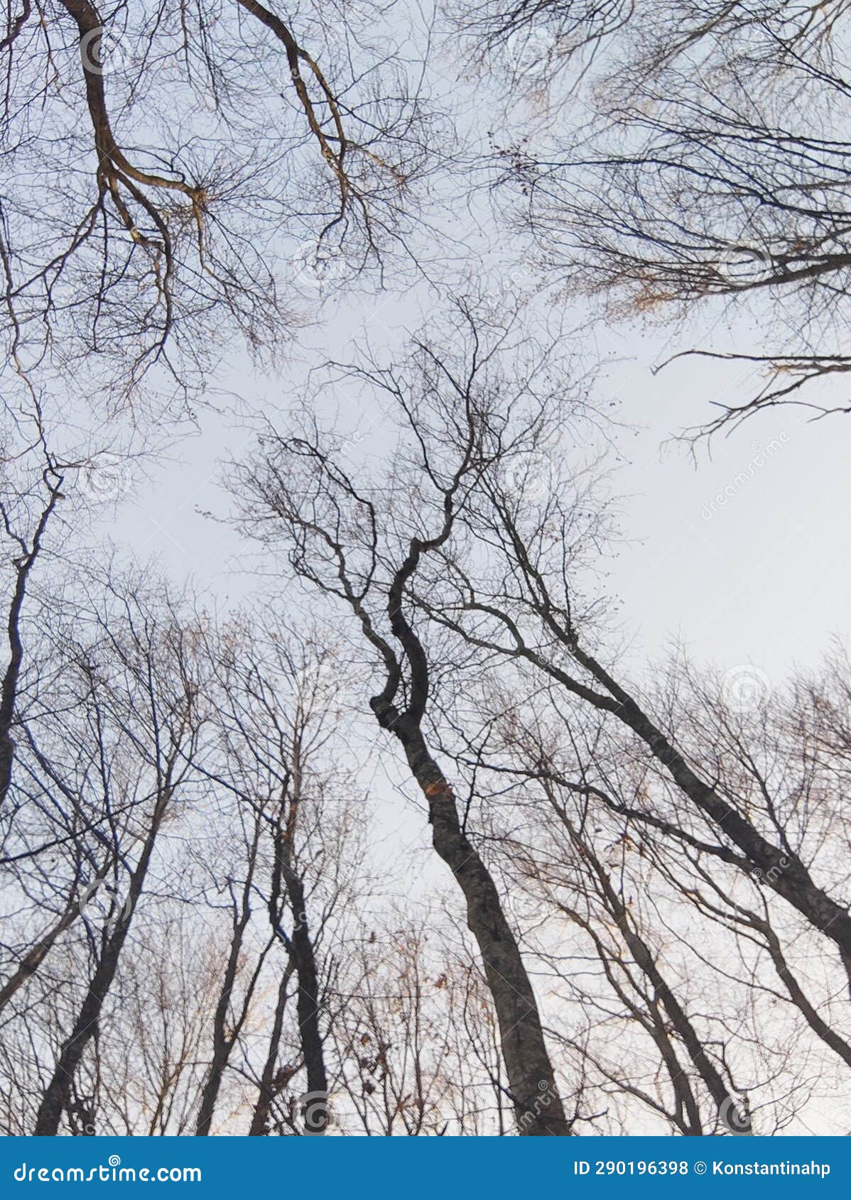 Creepy dark forest trees stock photo. Image of trees - 290196398