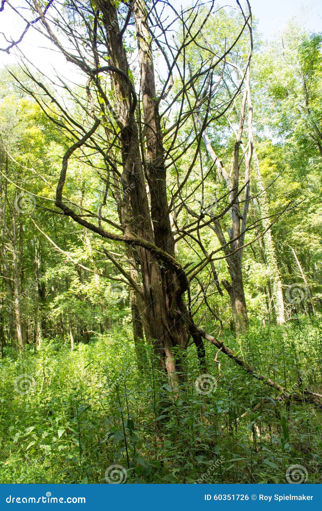 Creepy dead tree stock photo. Image of hike, branches - 60351726