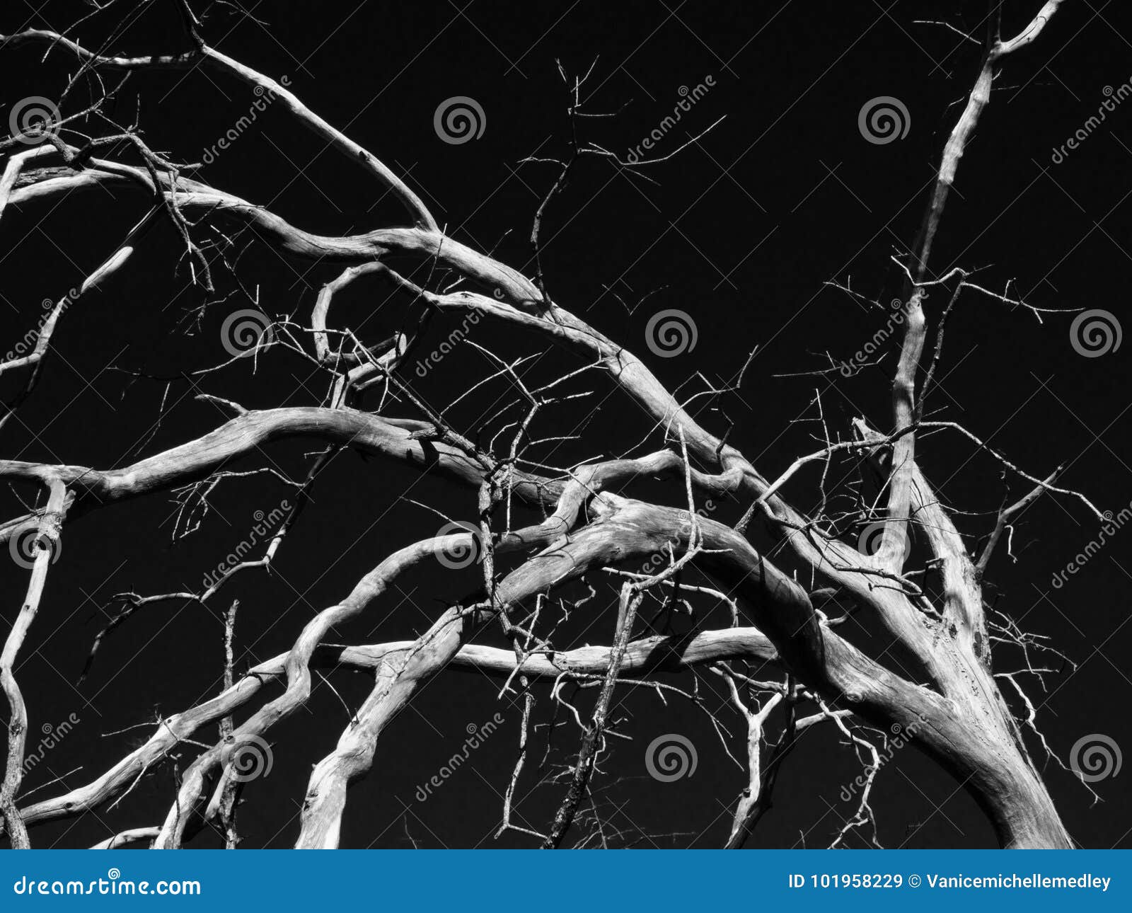 Creepy Dead Tree stock image. Image of perspective, fear - 101958229