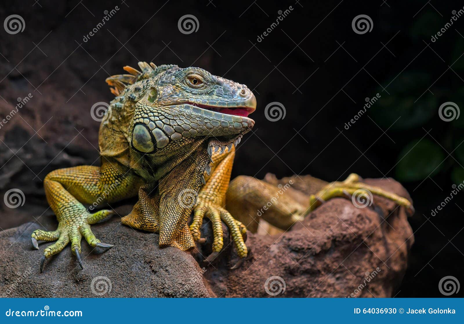 Creepy dragon - Iguana stock photo. Image of dark, drake - 64036930