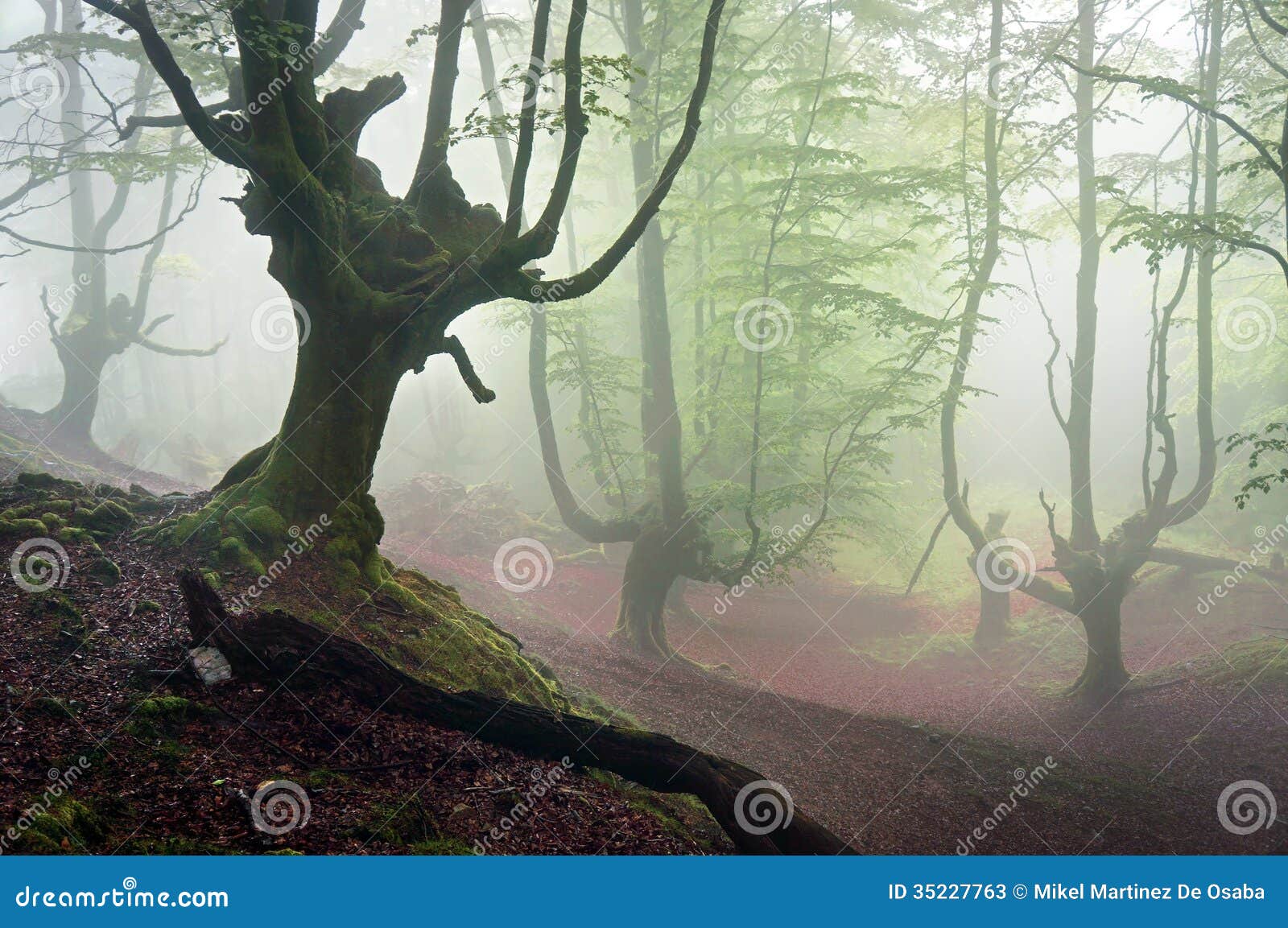 Creepy Forest with Horror Trees Stock Image - Image of creepy, dark ...