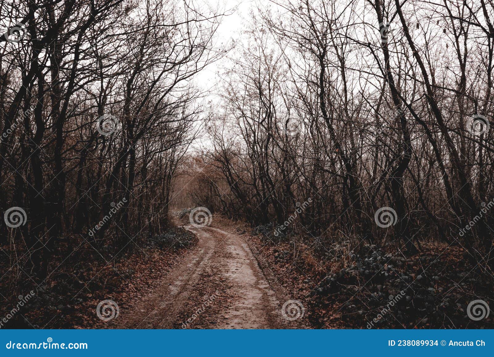Creepy forest stock photo. Image of woodland, autumn - 238089934