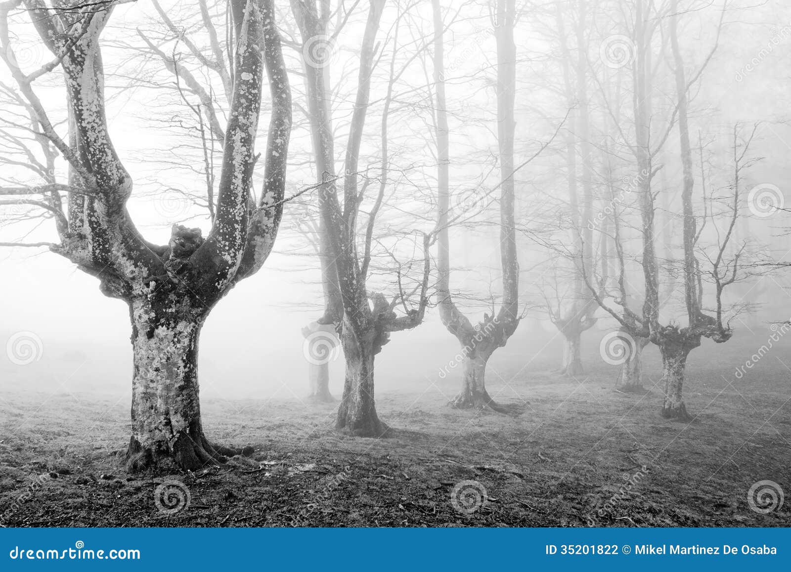 Creepy Forest with Scary Trees Stock Photo - Image of misty, ethereal ...