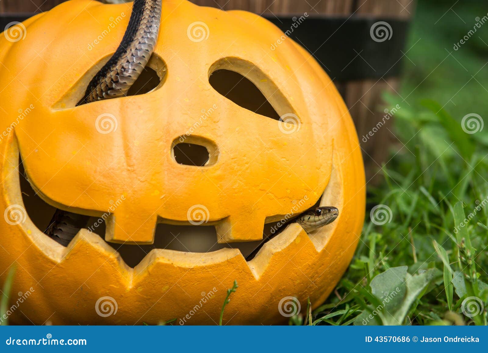 Creepy Halloween Pumpkin stock photo. Image of animal - 43570686