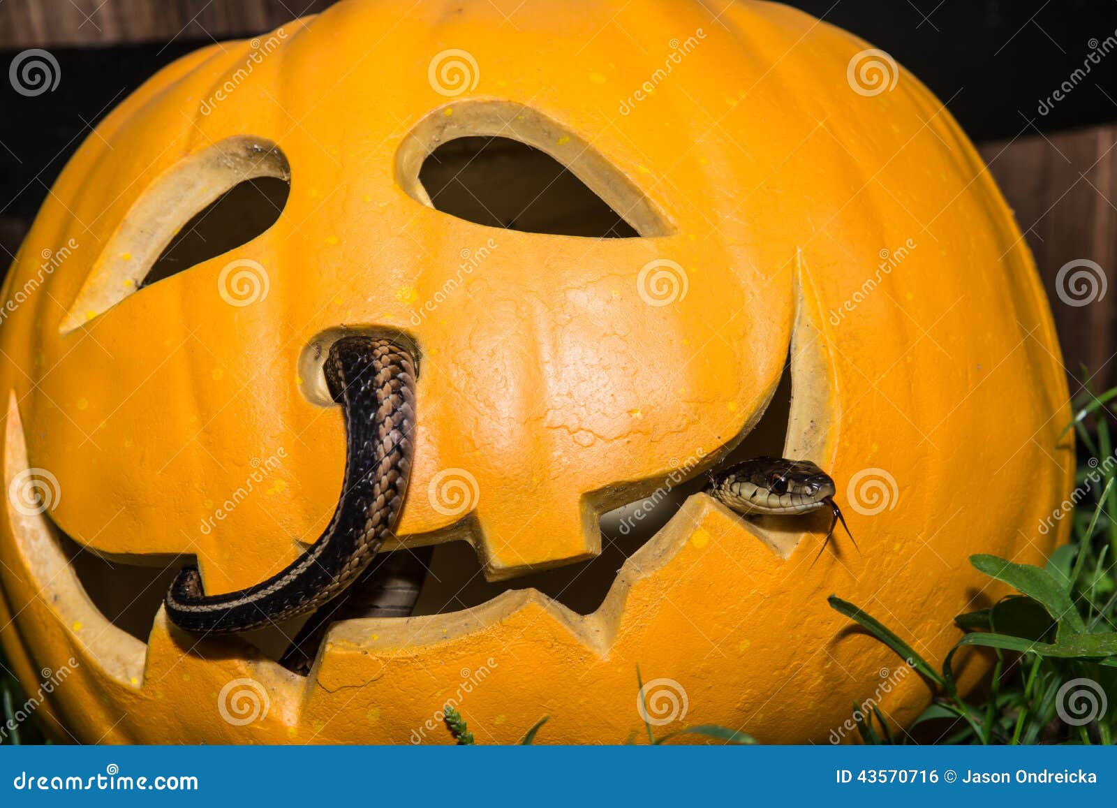 Creepy Halloween Pumpkin stock photo. Image of gross - 43570716