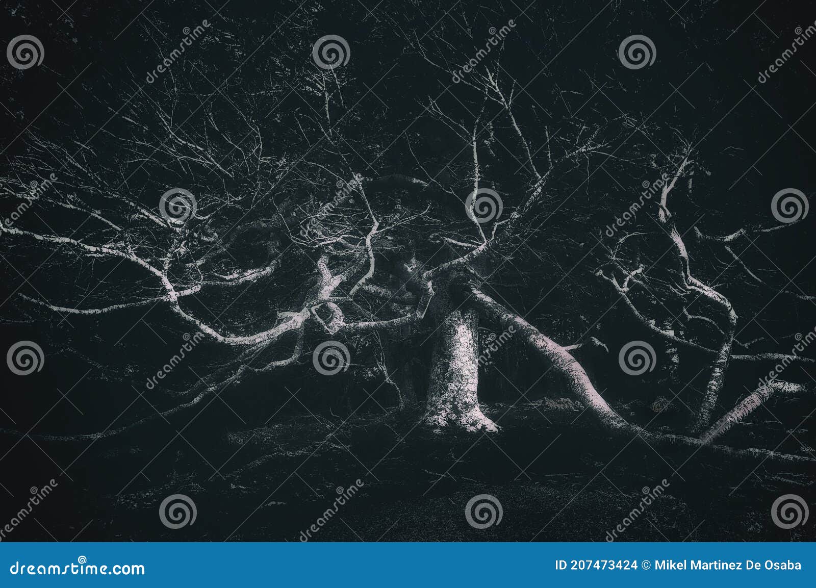 Creepy human shaped tree stock photo. Image of halloween - 207473424
