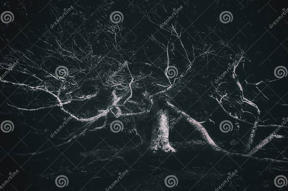 Creepy human shaped tree stock photo. Image of halloween - 207473424