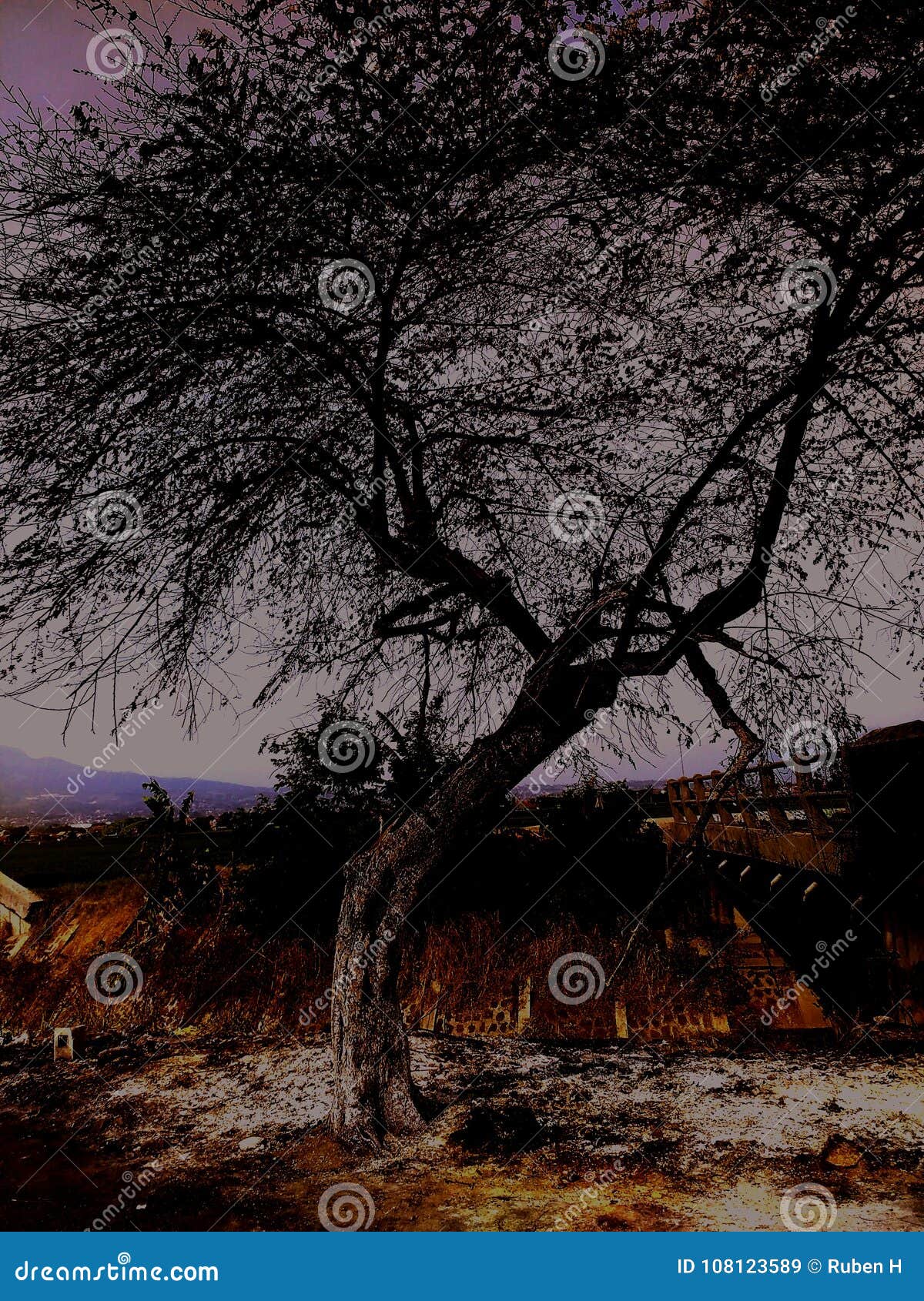 Dead wood editorial stock image. Image of dead, wood - 108123589