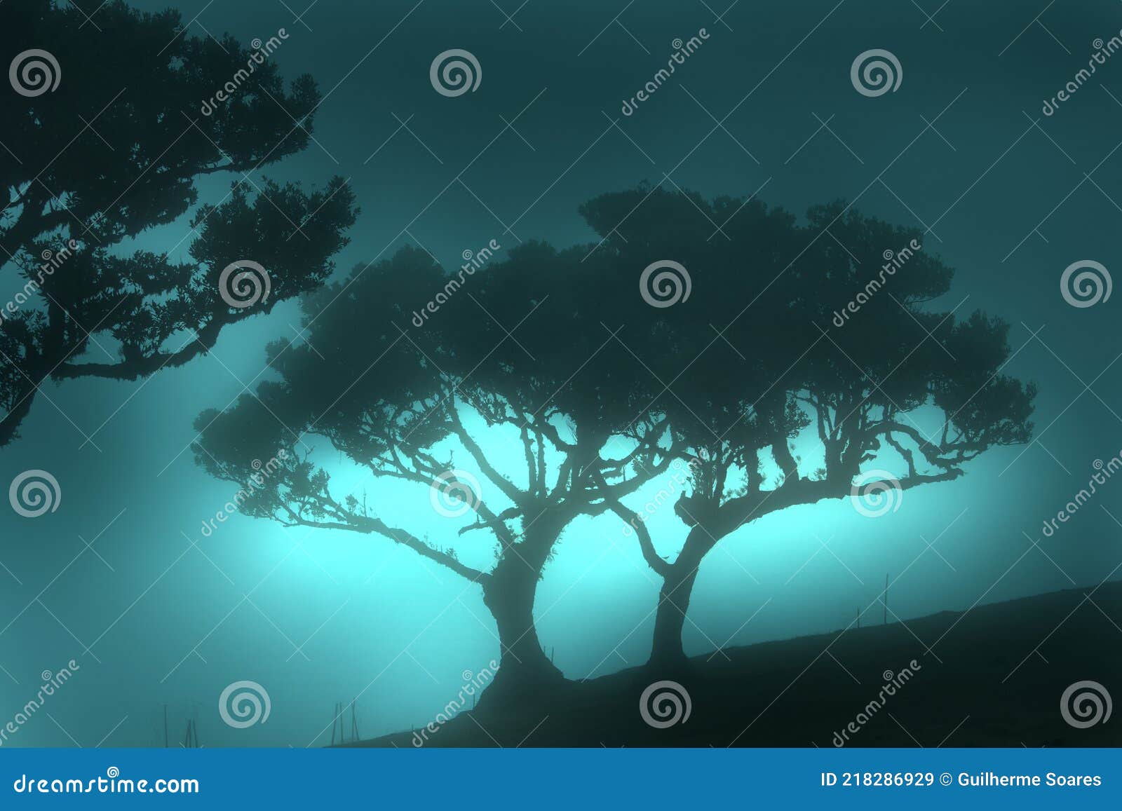 Creepy Mysterious Tree at Night in Forest Stock Image - Image of ...