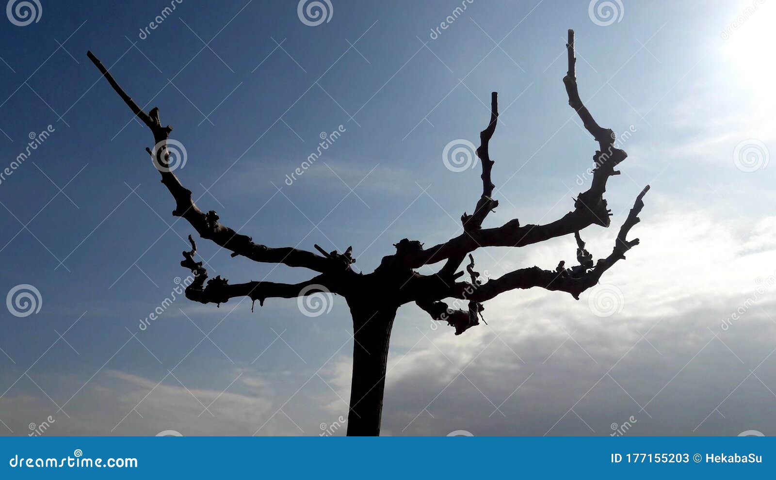 Creepy Old Tree without Leaves on Cloudy Blue Sky Background Stock ...