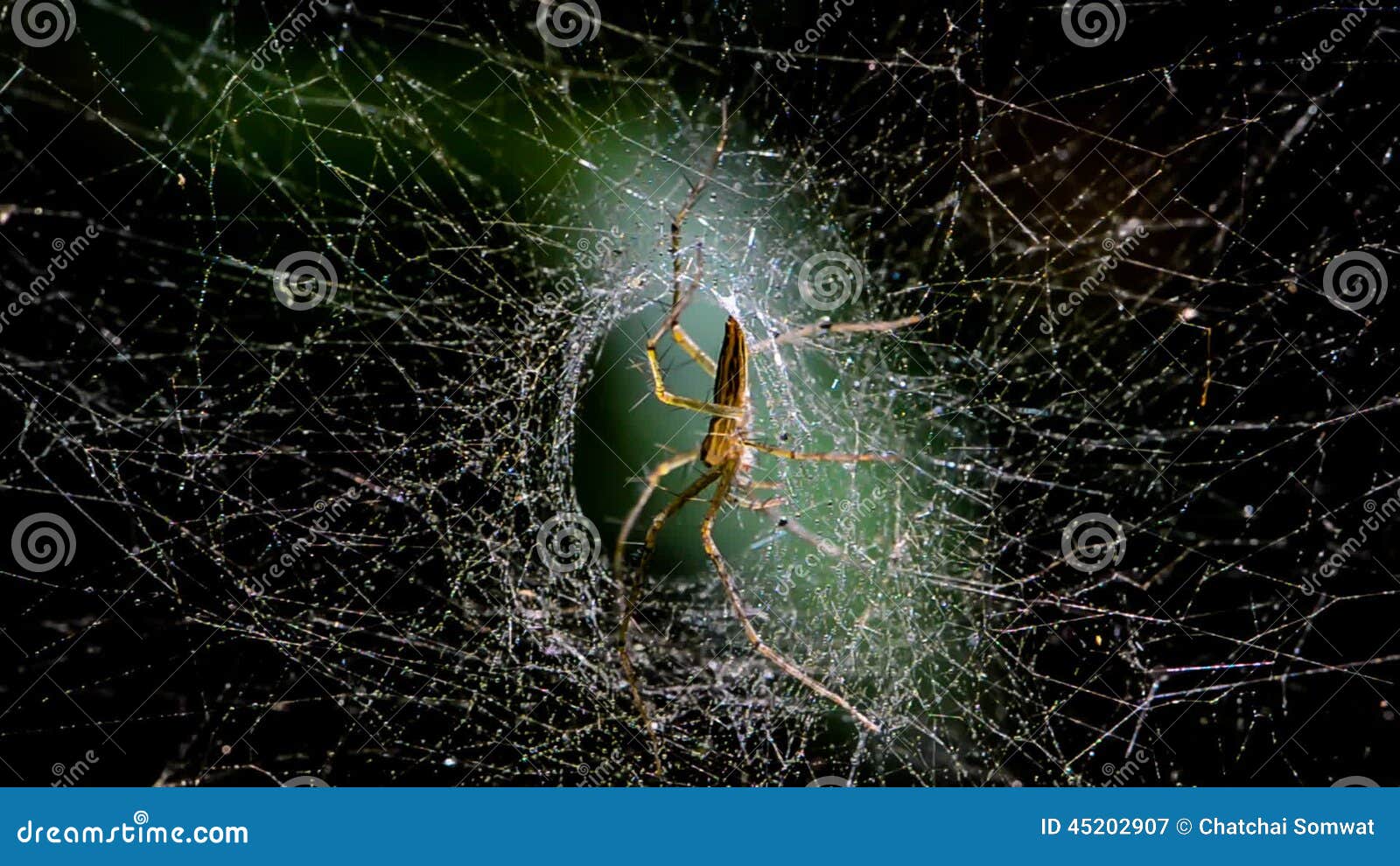 Creepy Spider in Tropical Rain Forest. HD Stock Video - Video of format ...