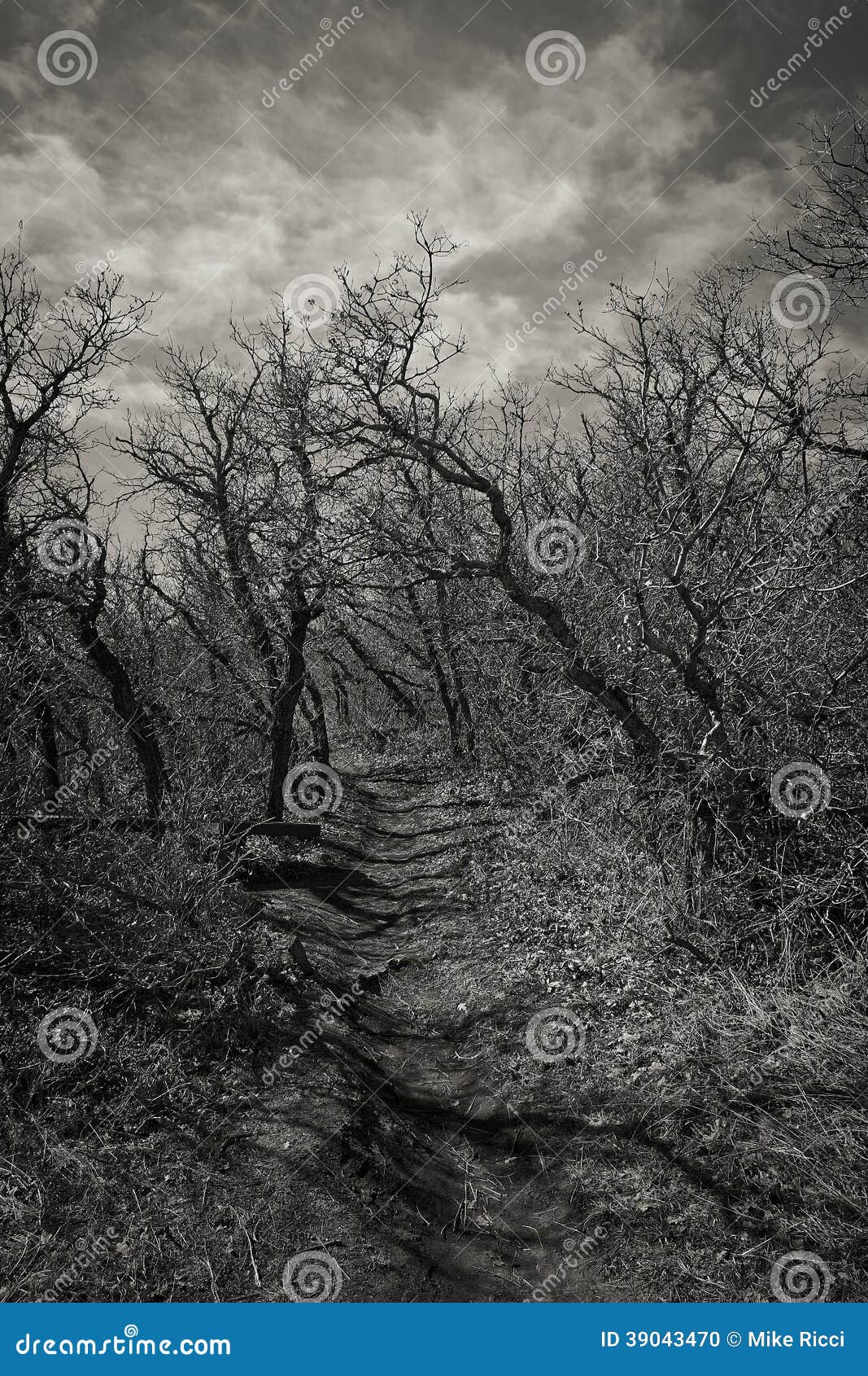 Creepy Spooky Path stock photo. Image of landscape, scenery - 39043470