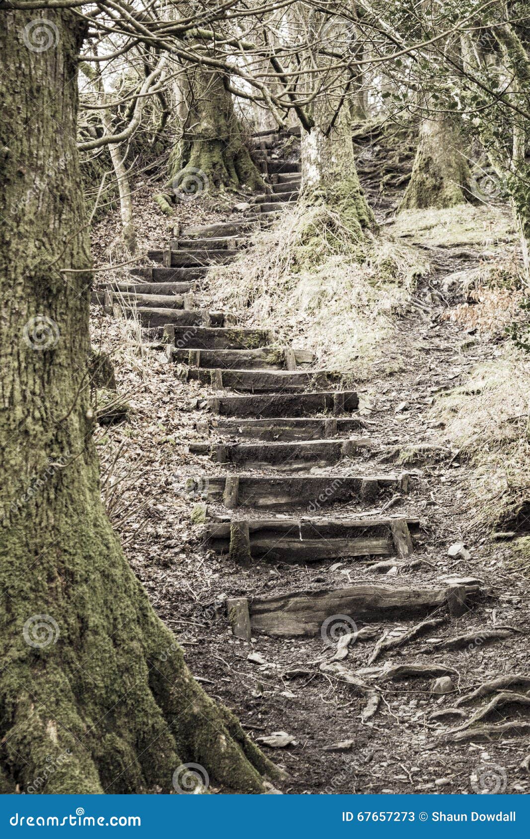 Creepy Stairs stock image. Image of abandoned, dark, mysterious - 67657273