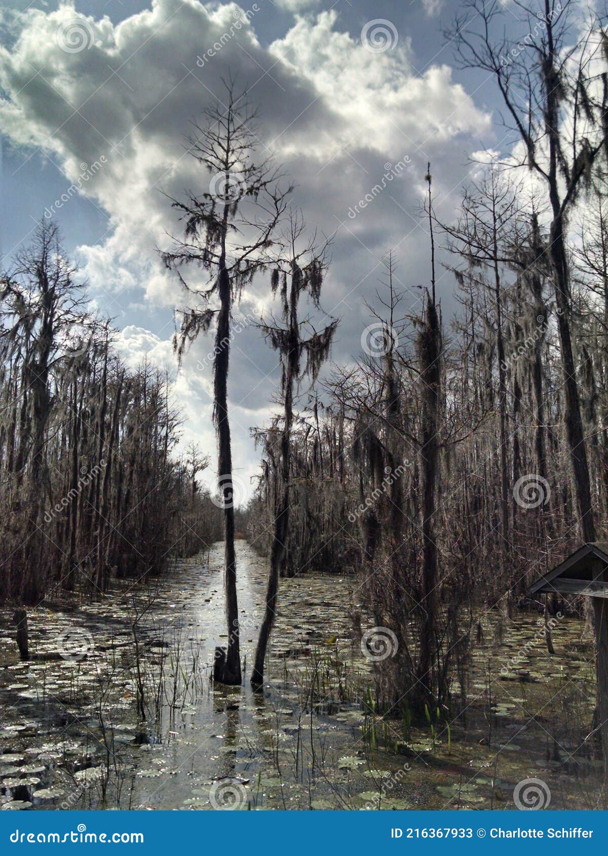 Swamp With Dead Trees In Infrared Royalty-Free Stock Photography ...