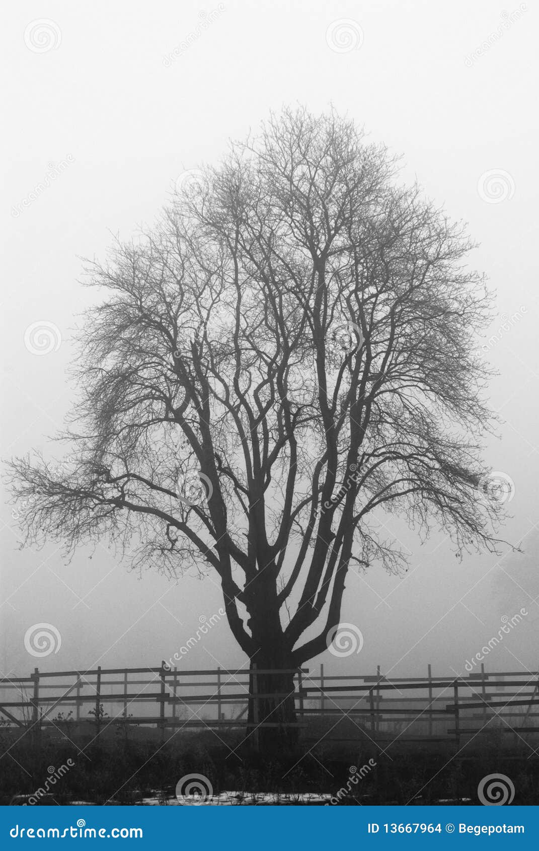 Creepy Tree Stock Photography | CartoonDealer.com #52722704