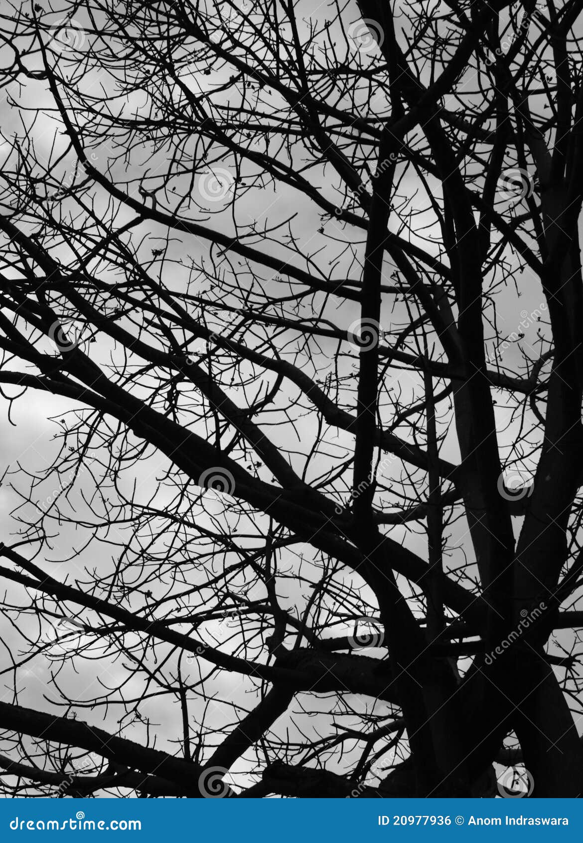 Creepy tree stock photo. Image of branch, tree, scary - 20977936