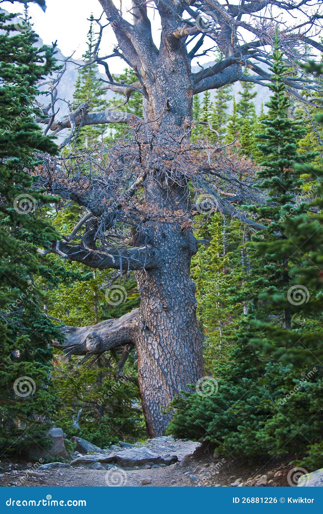 Creepy Tree stock photo. Image of branch, eerie, scary - 26881226